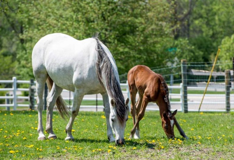 Farm Bureau Pavilion at Michigan State University | Virtual tour