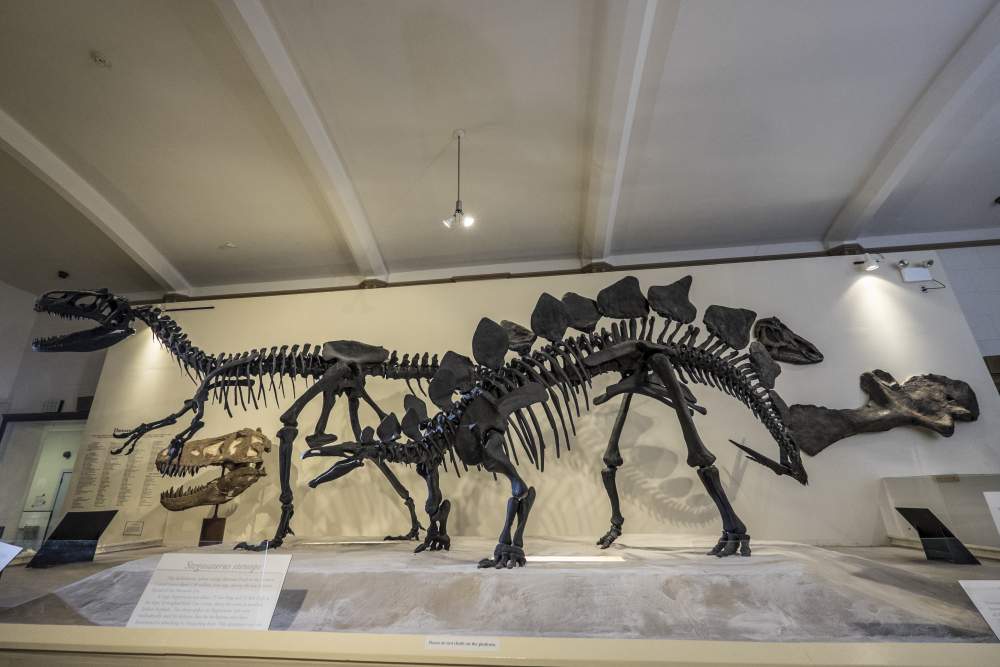Msu Museum Virtual Tour