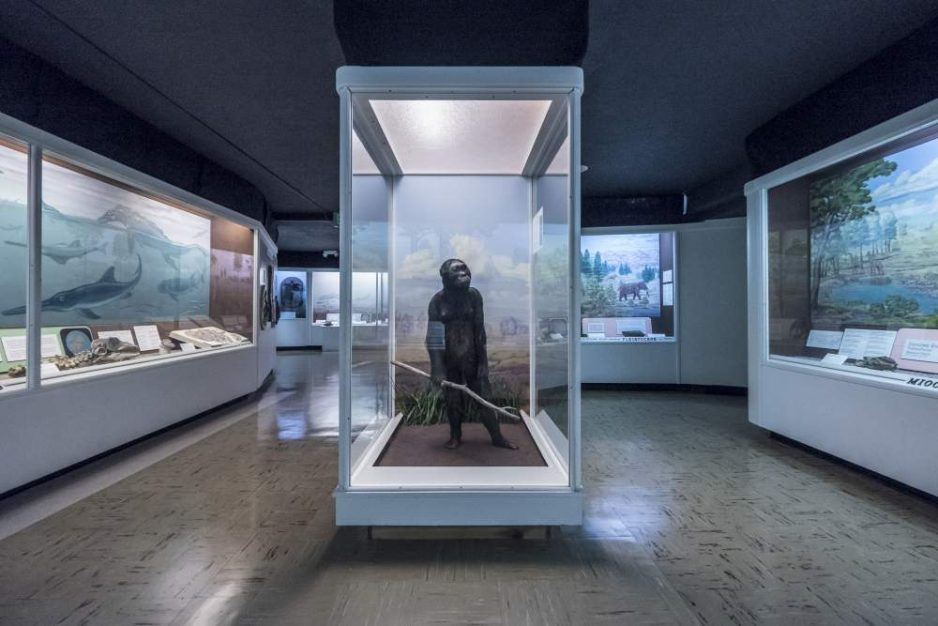 MSU Museum | Virtual tour