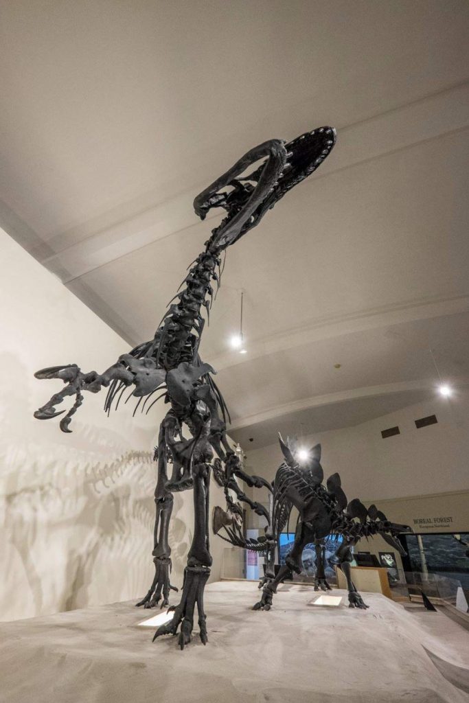 MSU Museum | Virtual tour